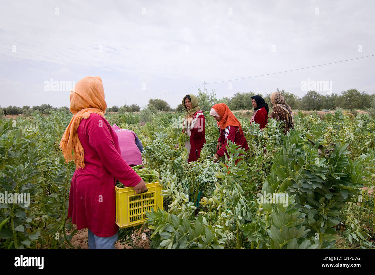 TUNISIA: Women working on fields earn a very low income and do hard ...