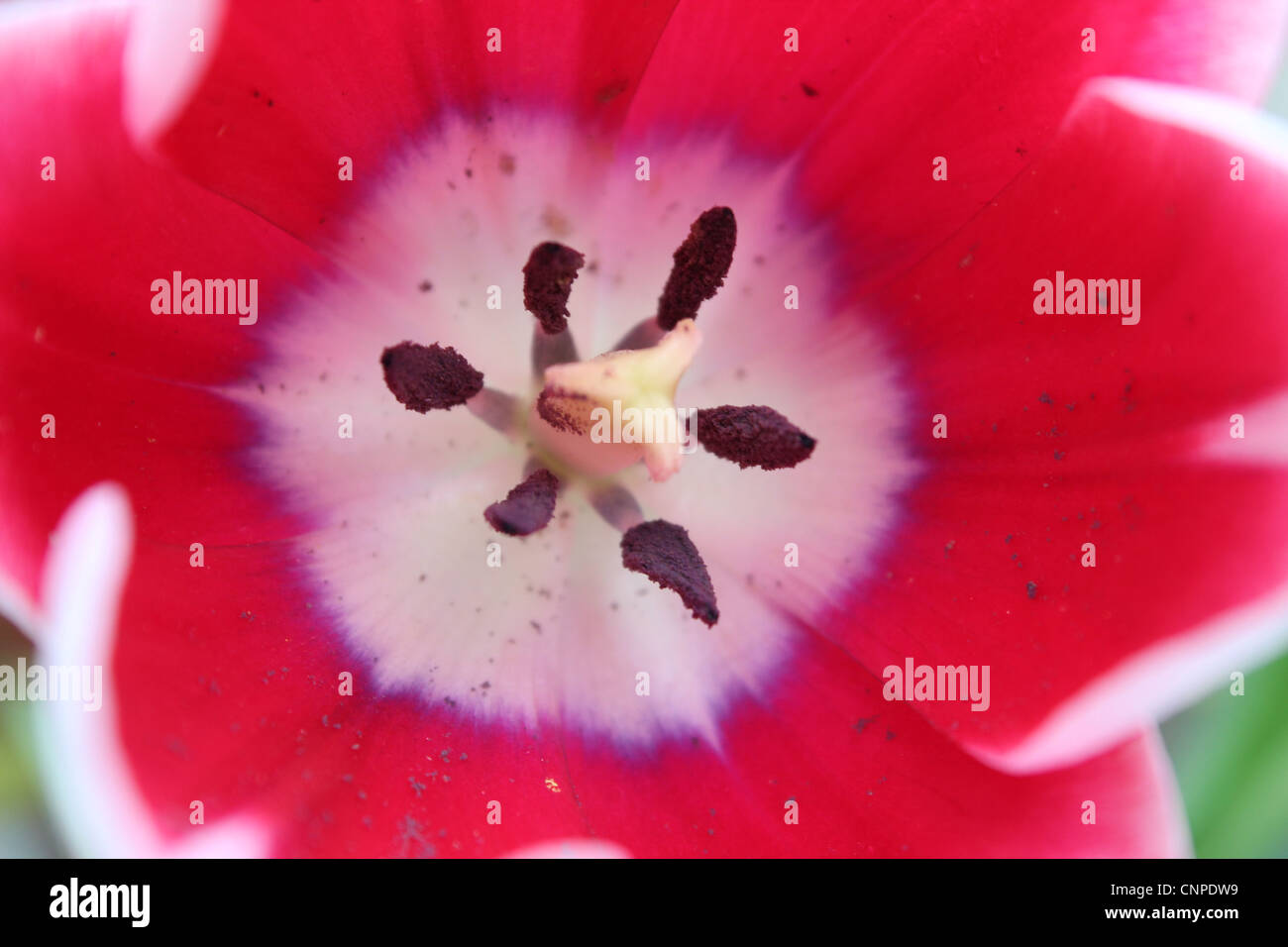 fine close-up red and white flower with sparse pollen Stock Photo - Alamy