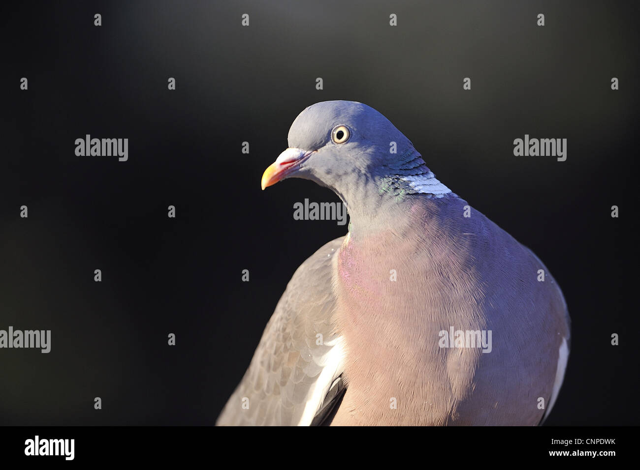 Common Wood Pigeon - European Wood pigeon (Columba palumbus - Columba ...