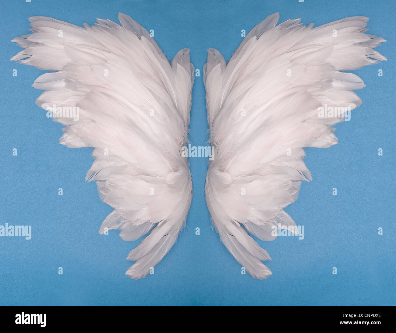 Angel Wing Feathers