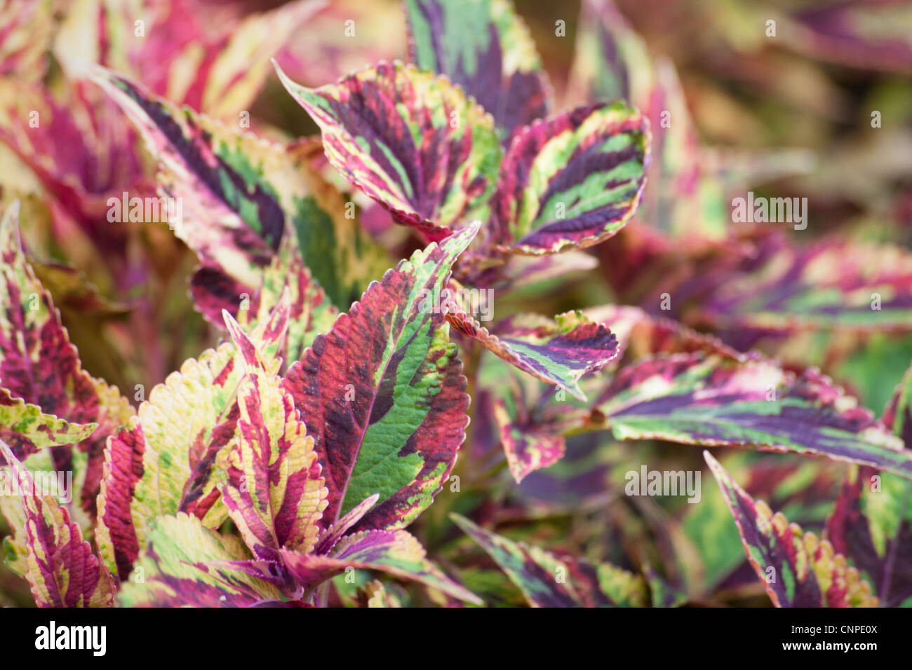 Solenostemon (Coleus) - Plant detail - Botanical Photographs Stock ...