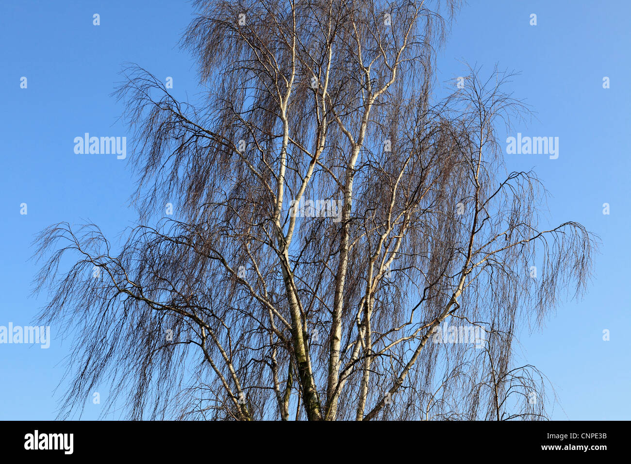 3765. Silver Birch tree, Kent, England Stock Photo - Alamy