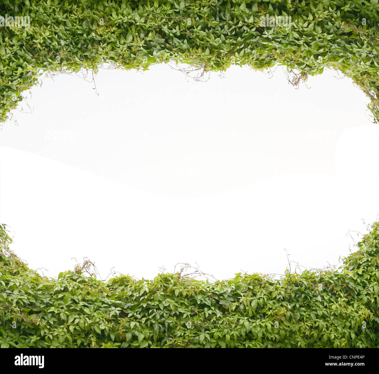 Leaf frame hi-res stock photography and images - Alamy