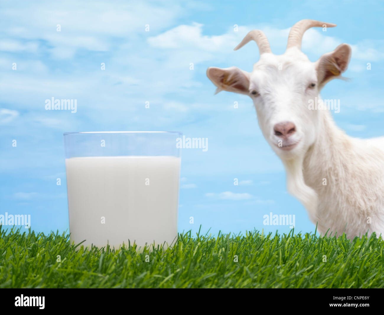 Goat milk hi-res stock photography and images - Alamy