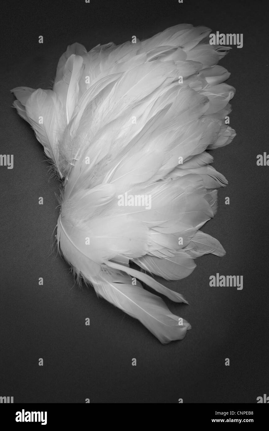 White wings Black and White Stock Photos & Images - Alamy