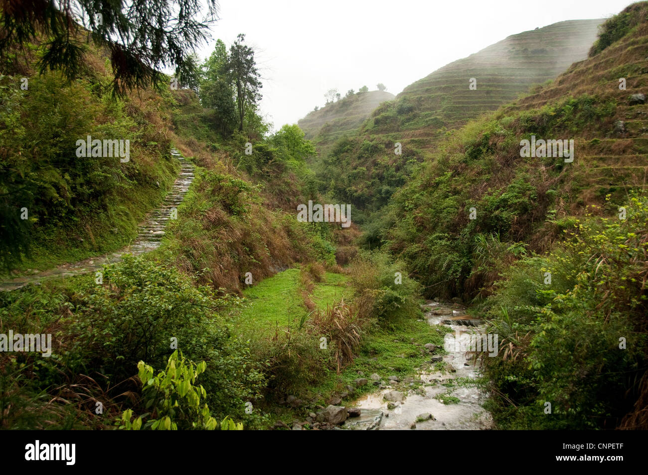 A stream and a stone path among terraced rice fields Stock Photo - Alamy