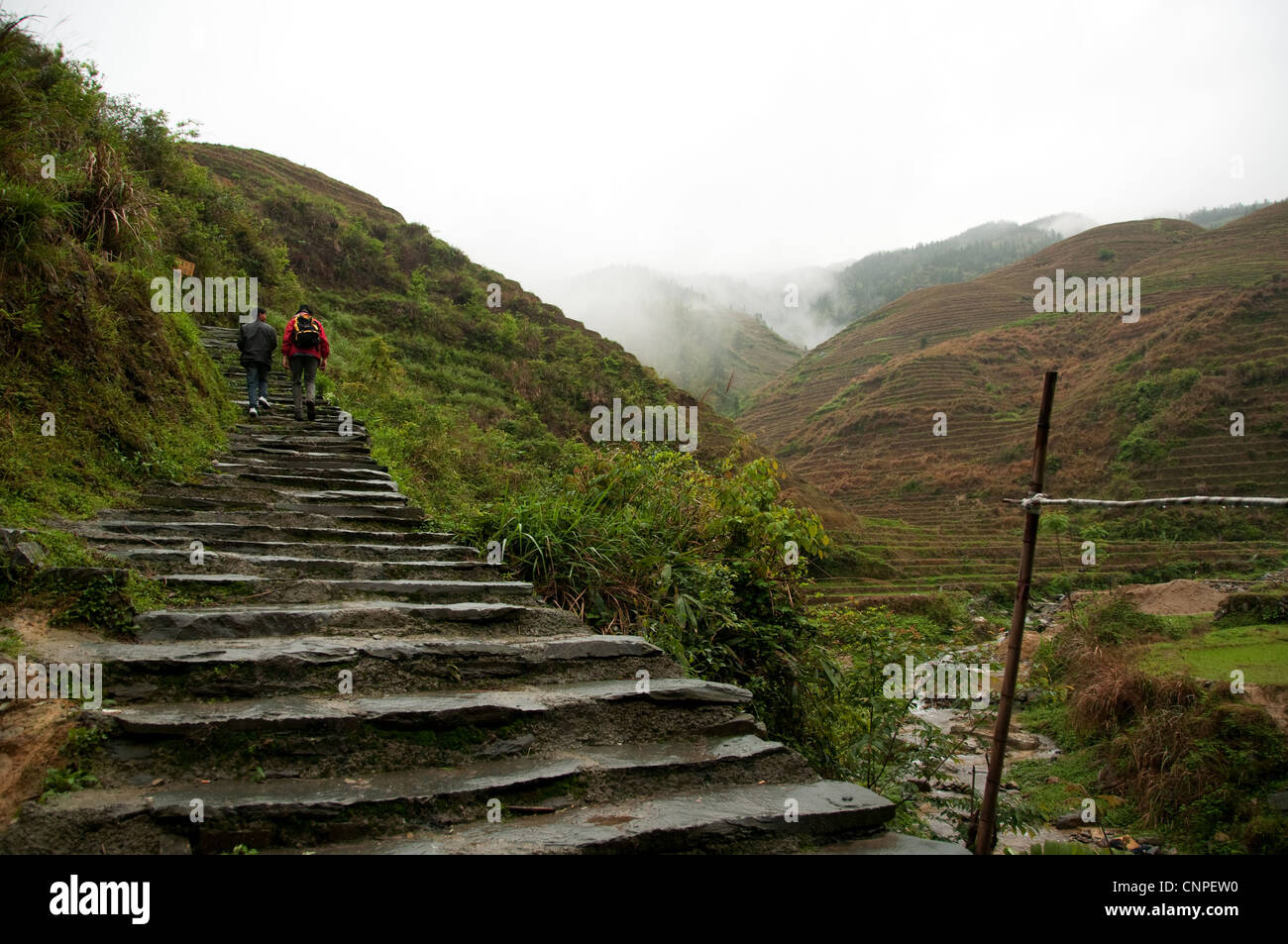 Climbing a stone steps stairway among terraced rice fields Stock Photo ...