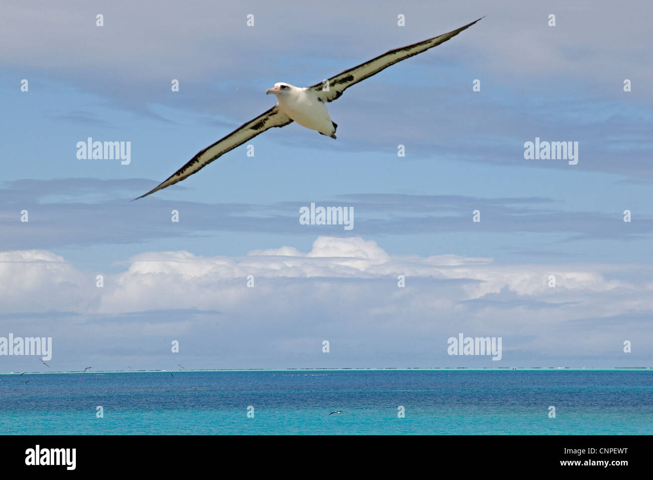 Laysan Albatross flying over Pacific Ocean Stock Photo - Alamy
