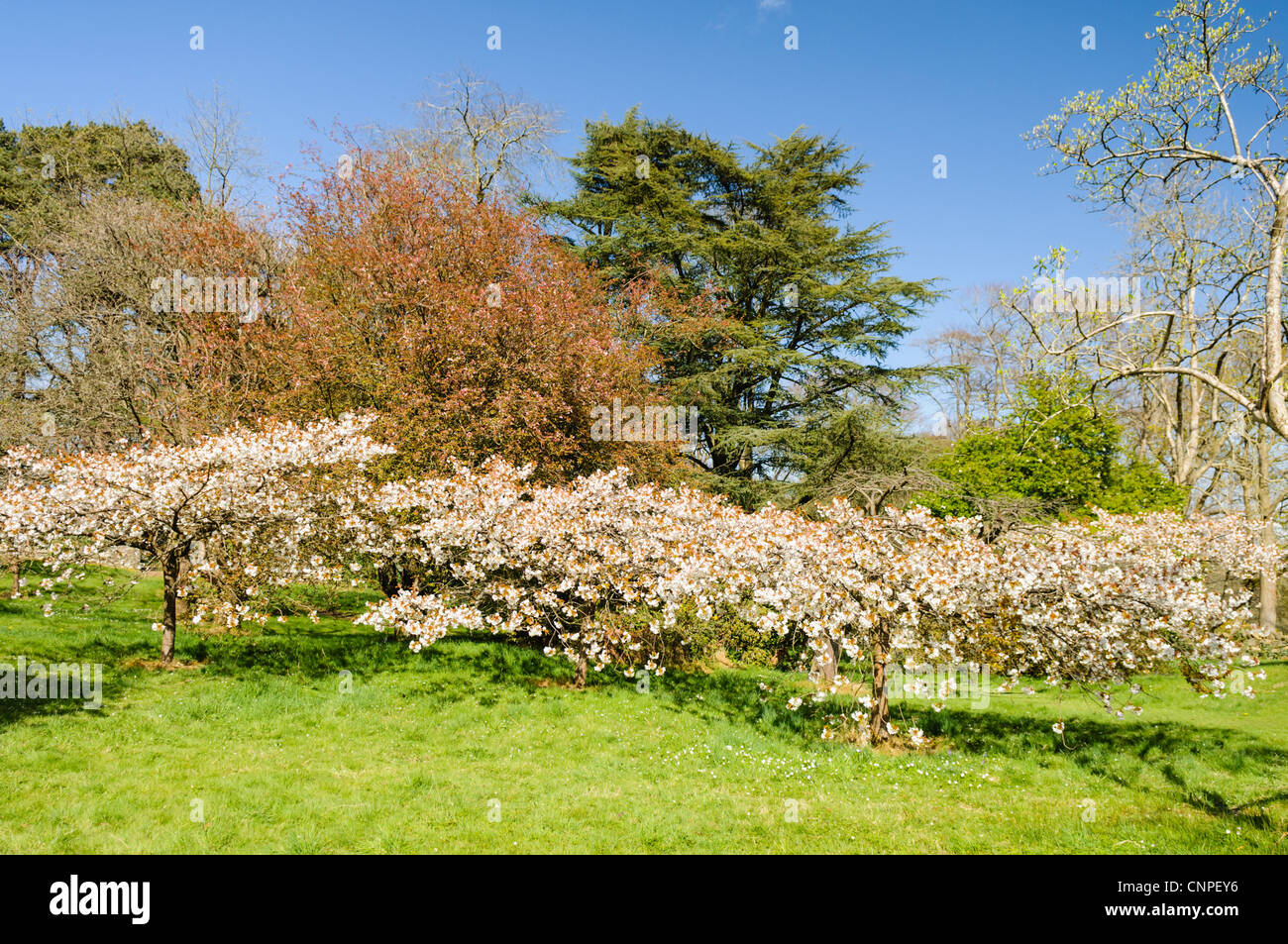 Irish apple trees hi-res stock photography and images - Alamy