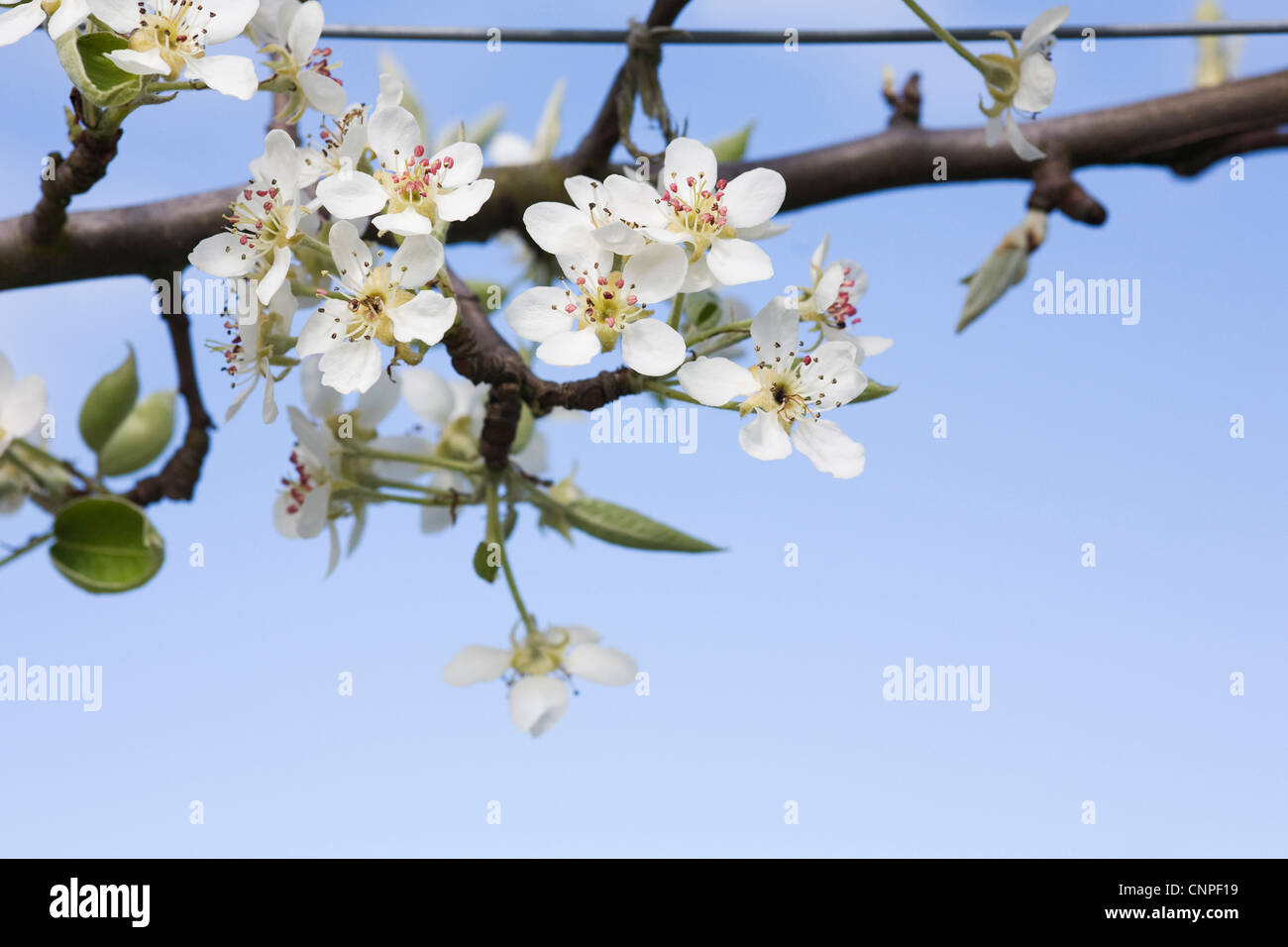 Pyrus communis 'Black Worcester'. Pear blossom 'Black Worcester ...
