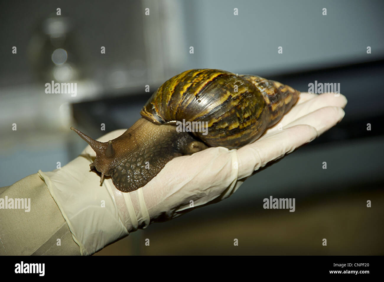 Giant African snails can reach up to 8 inches in length and nearly 5 ...