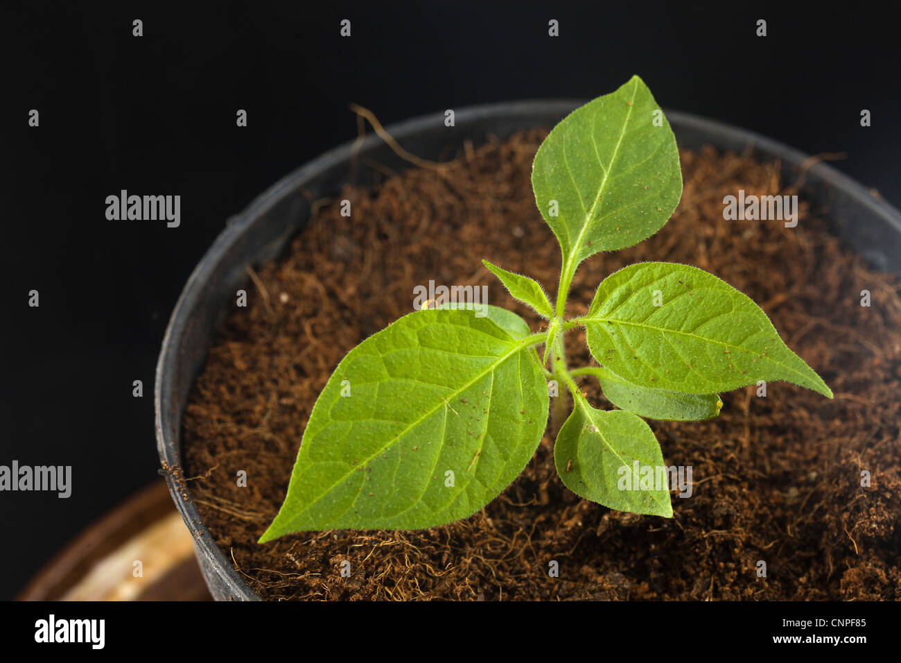 Aji largo hi-res stock photography and images - Alamy