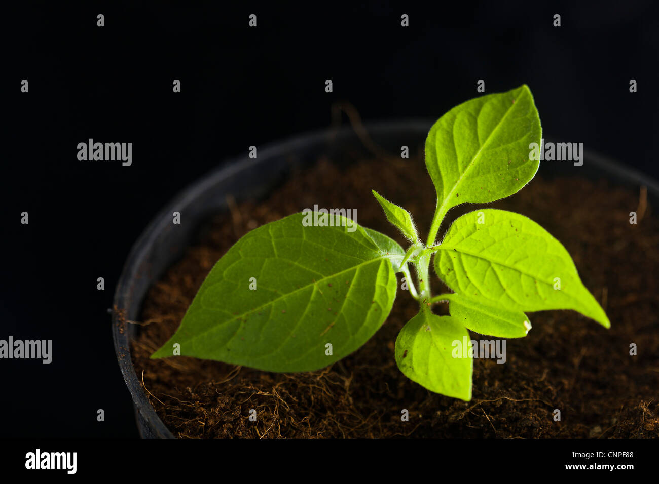 Aji largo hi-res stock photography and images - Alamy