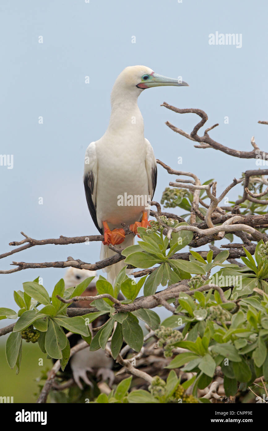 Adult Red-footed Booby perched showing red feet Stock Photo - Alamy