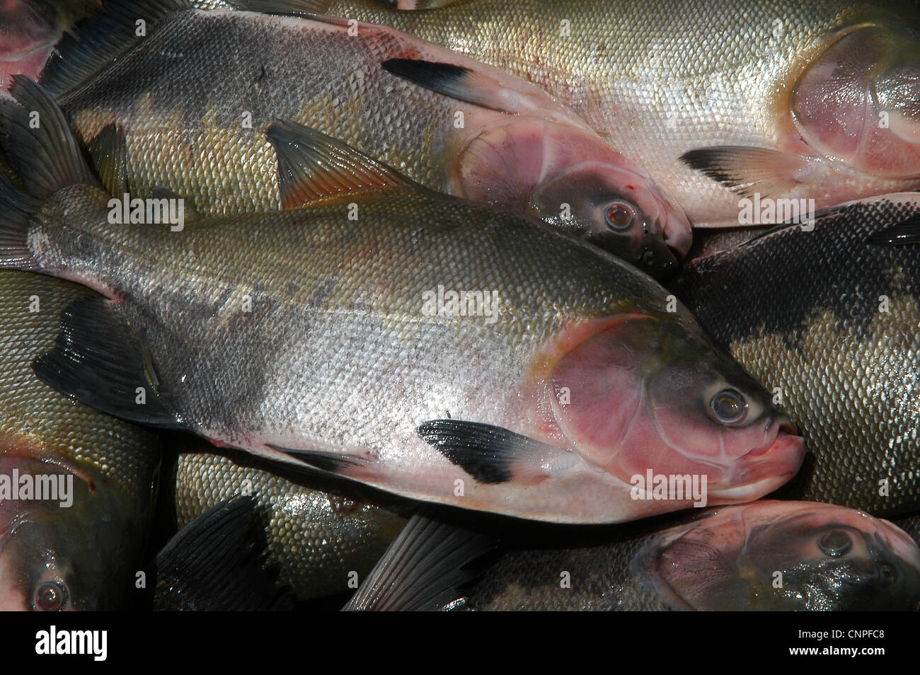 Amazon fish hi-res stock photography and images - Alamy