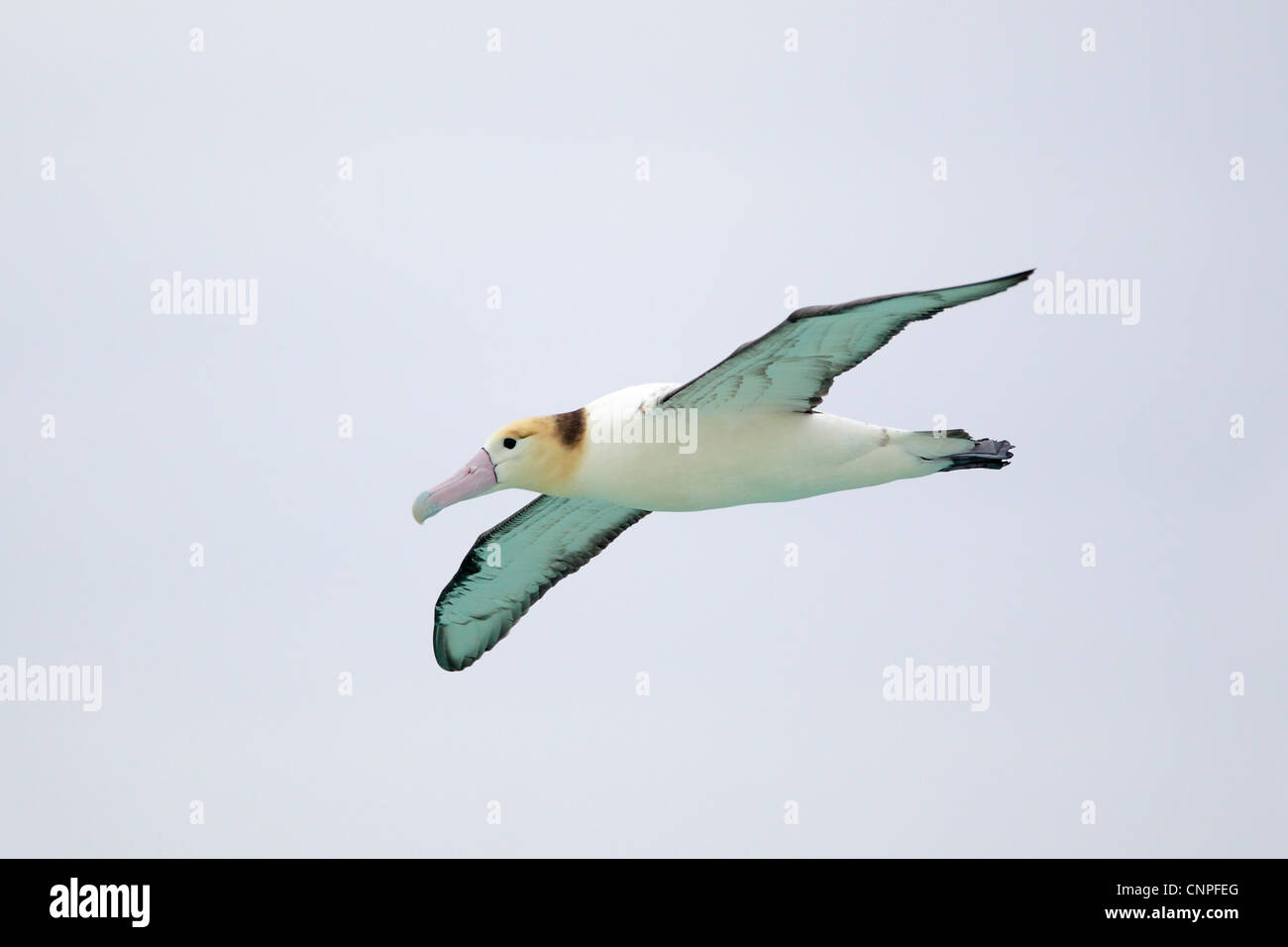 Short tailed albatross hi-res stock photography and images - Alamy