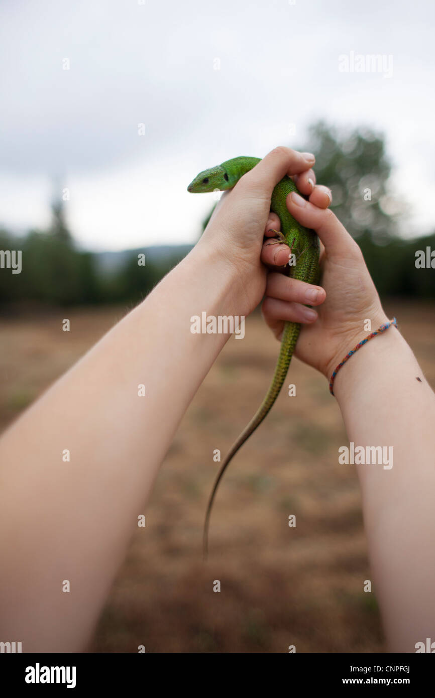 A young European green lizard in Greece Stock Photo - Alamy
