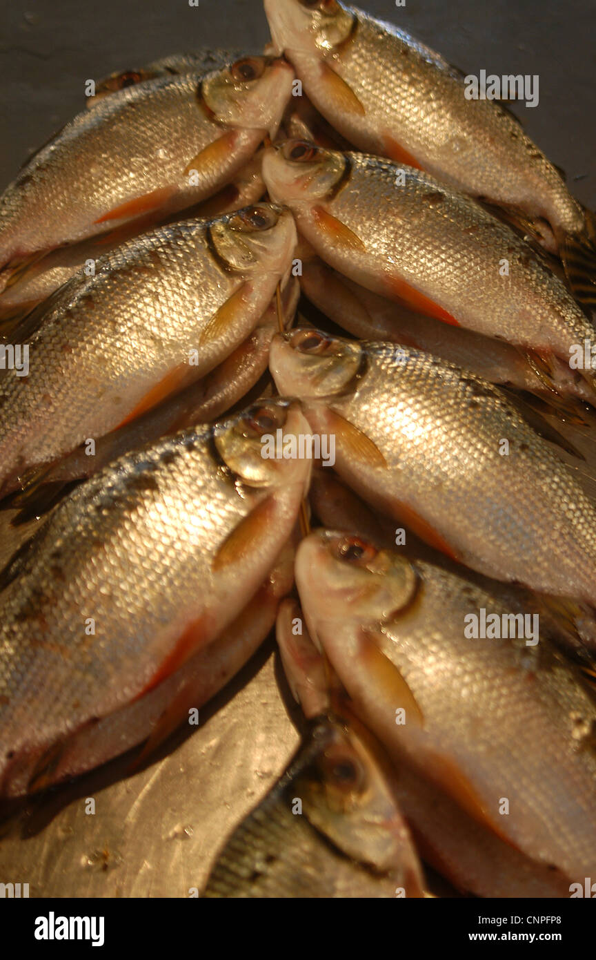 "Pacu" fish at Manaus‘s fish market Stock Photo - Alamy