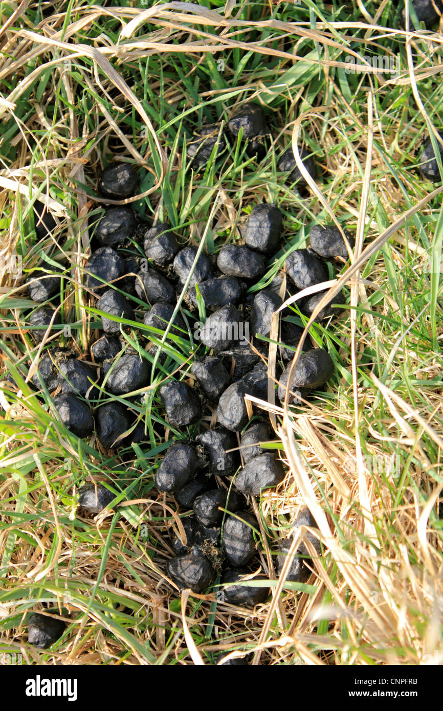 Deer poo in Bushy Park Middlesex SW London England UK Stock Photo - Alamy