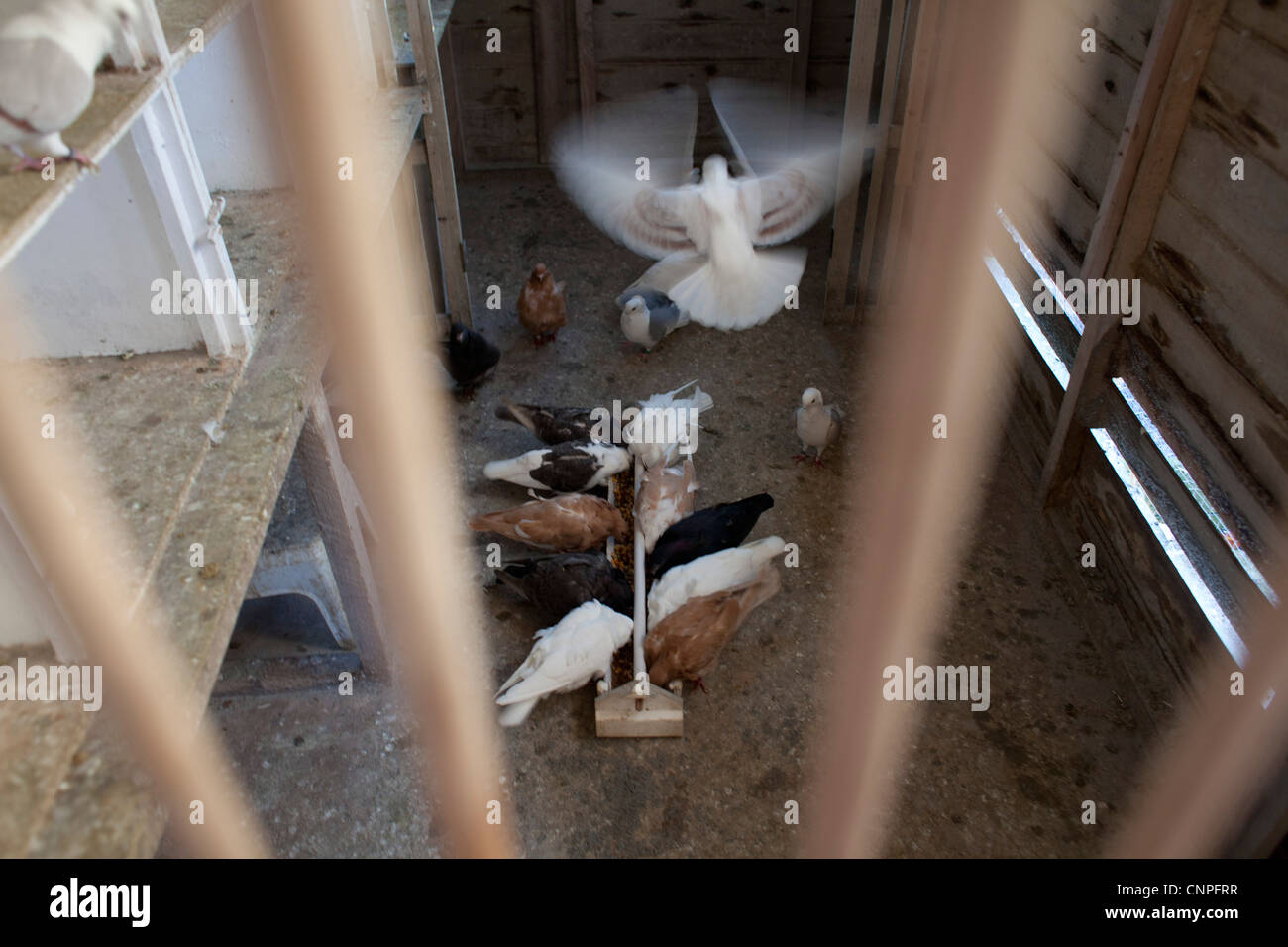 Owl pigeon hi-res stock photography and images - Alamy