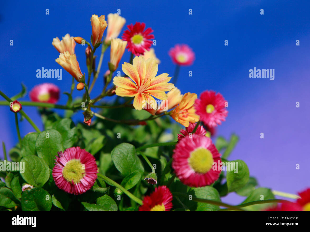 Decorative Spring flowers arranged on sky blue background Stock Photo ...
