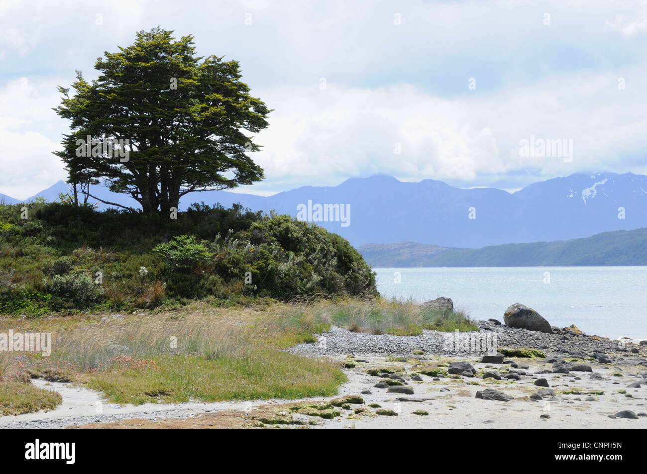 Tree at Ainsworth bay, Tierra del Fuego, Chile Stock Photo - Alamy