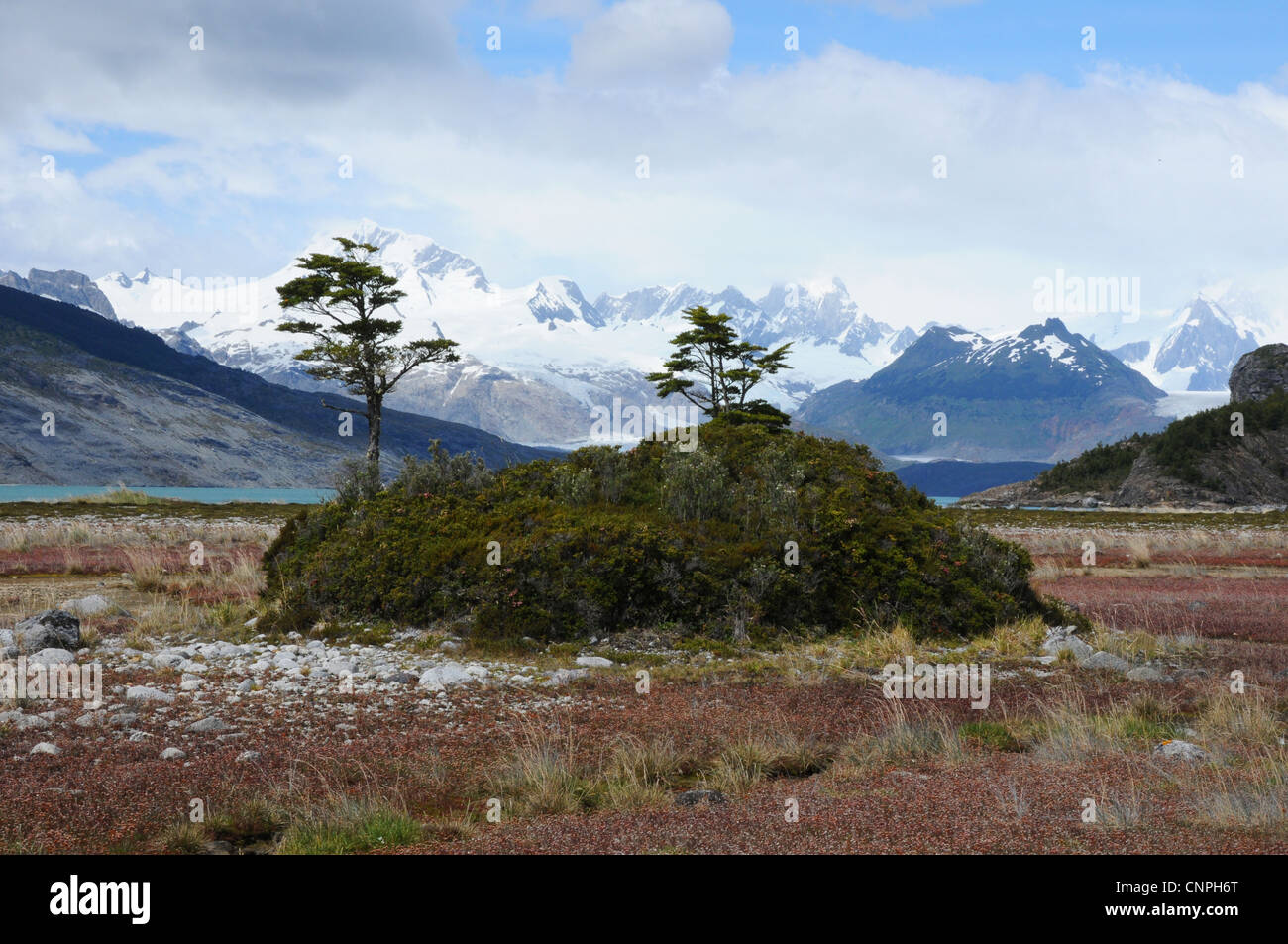 Weatherbeaten trees on green hill in remote, desolate, landscape with ...