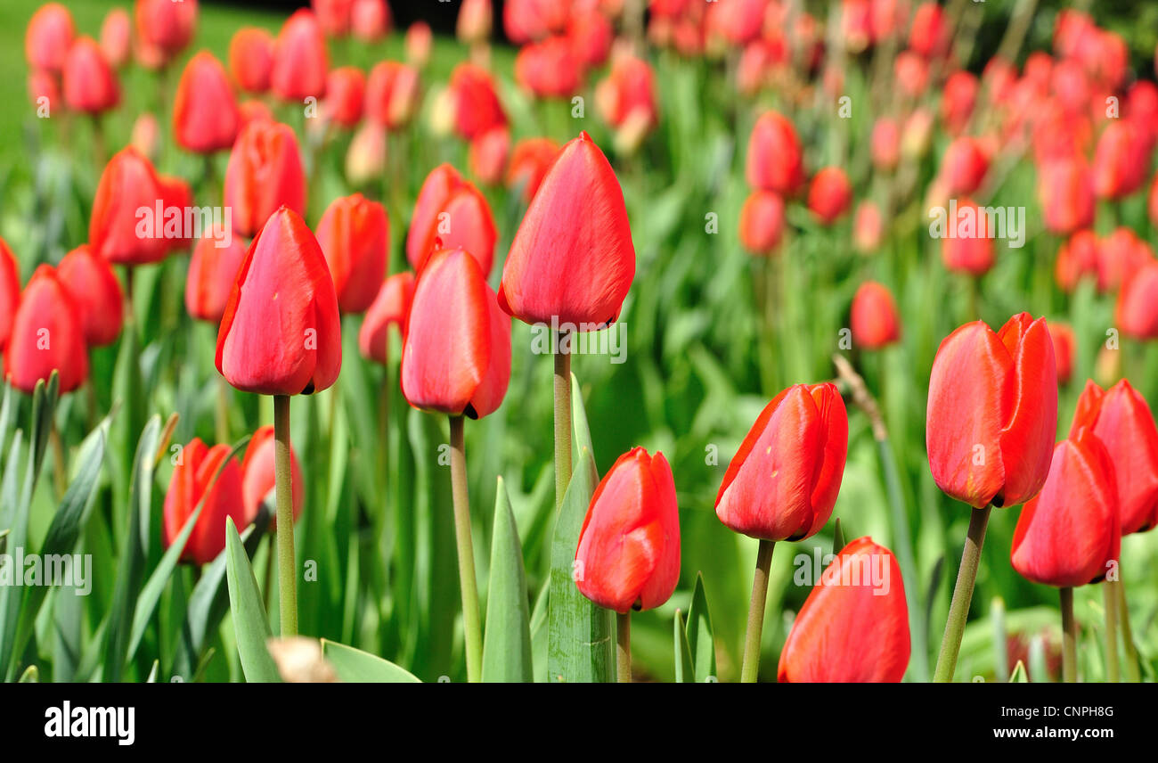 Field of tulips Stock Photo - Alamy