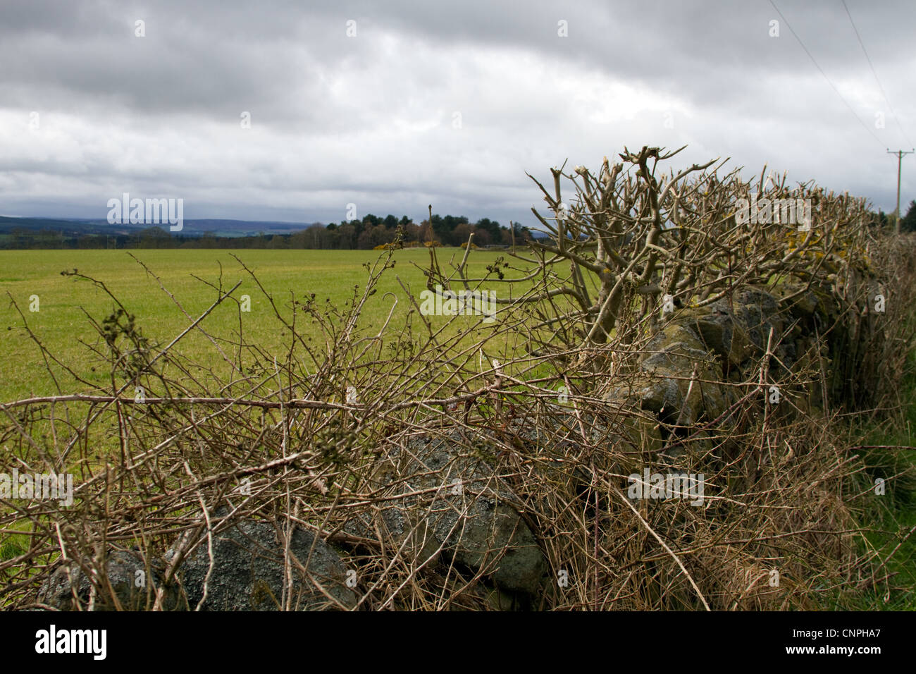Stone wall and hedge Stock Photo - Alamy