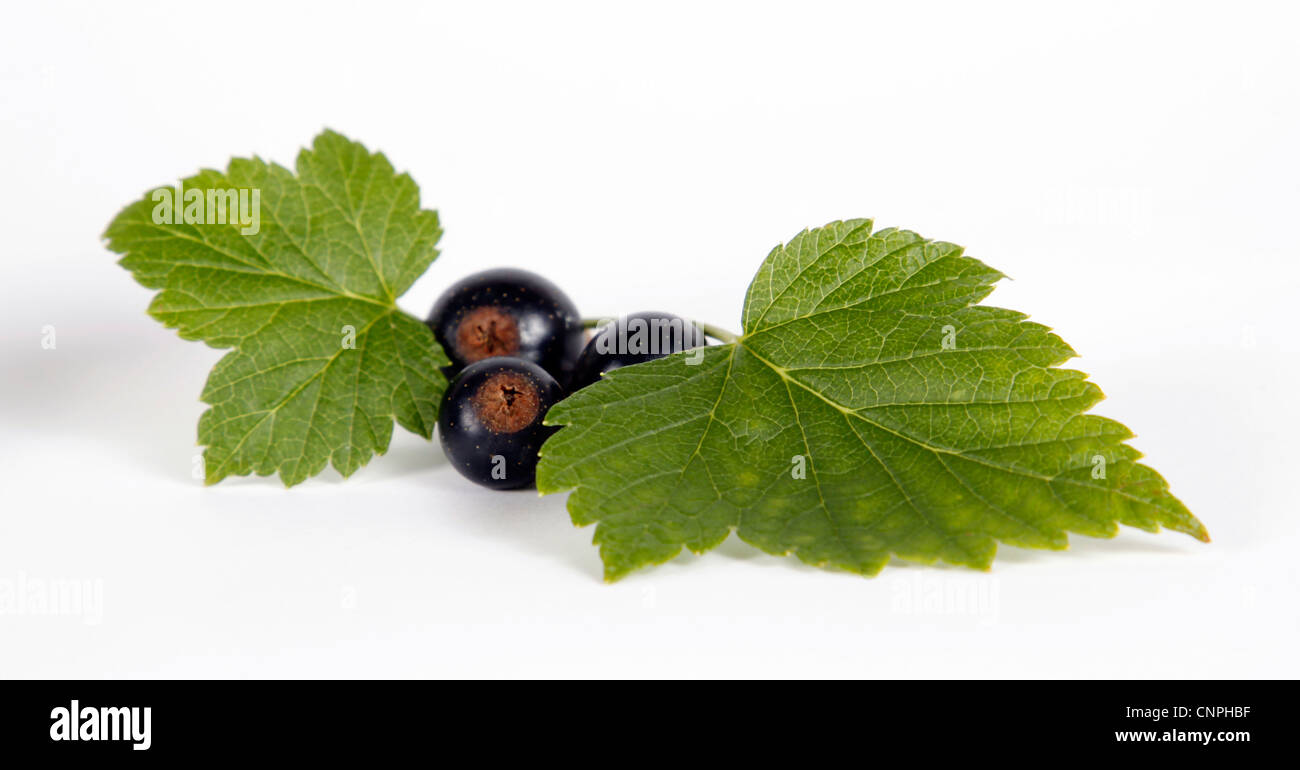 Blackcurrant with green leaves on the withe background Stock Photo - Alamy