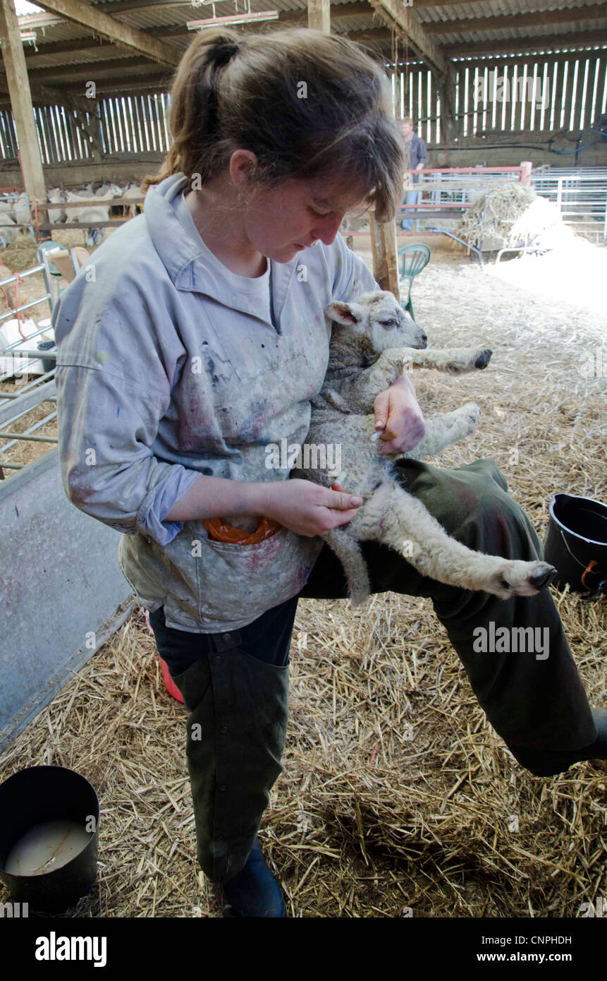 Sheep gives birth hi-res stock photography and images - Alamy