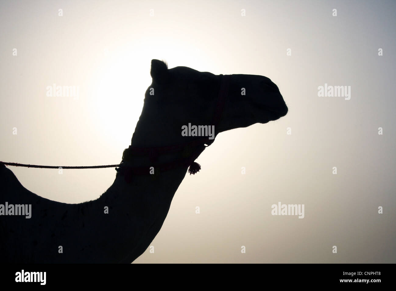 Camel with setting sun hi-res stock photography and images - Alamy