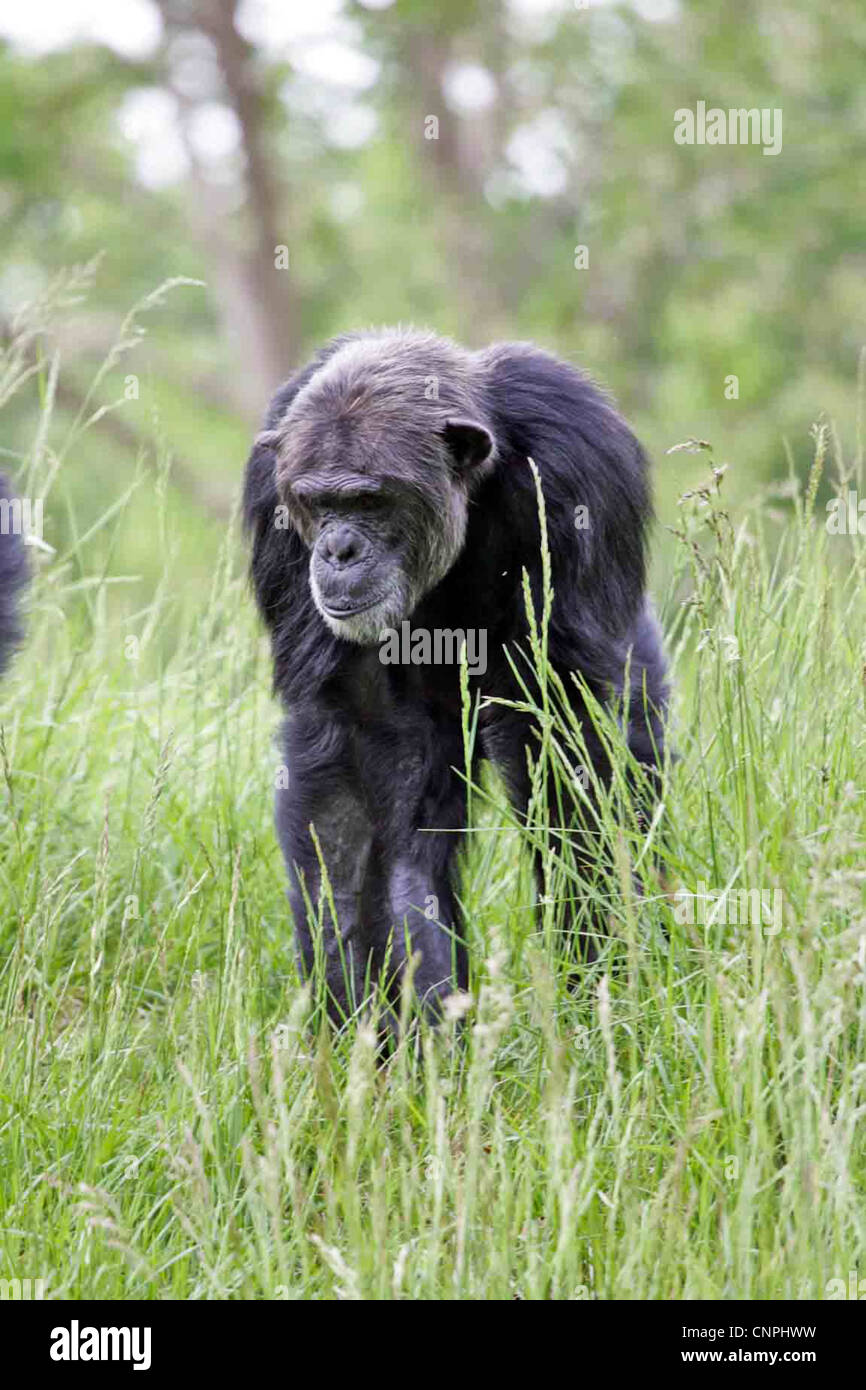 Chimp chimpanzee hi-res stock photography and images - Alamy