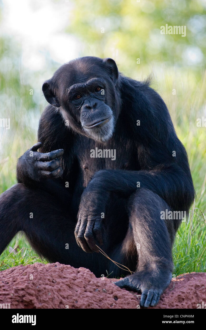 Chimp hi-res stock photography and images - Alamy