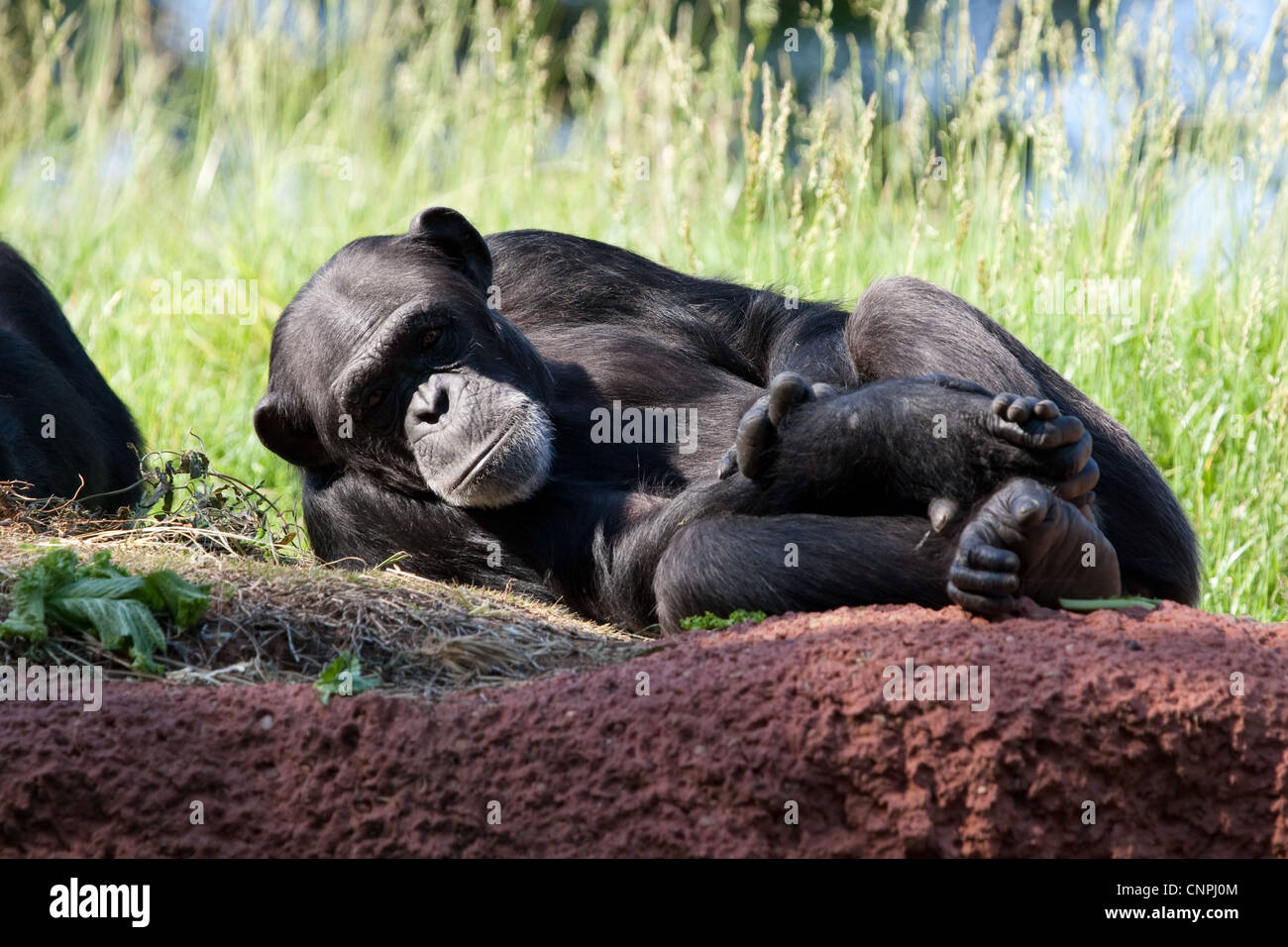 Chimp hi-res stock photography and images - Alamy