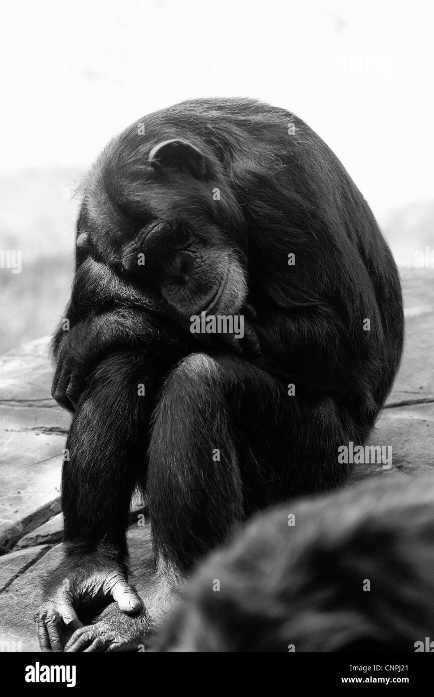 Chimp hi-res stock photography and images - Alamy