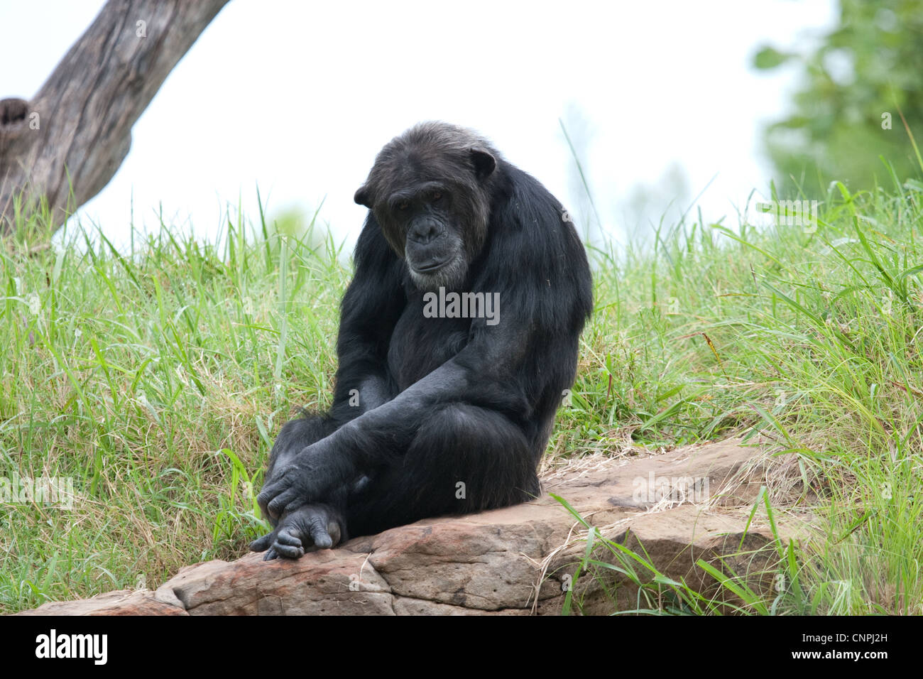 Chimp hi-res stock photography and images - Alamy