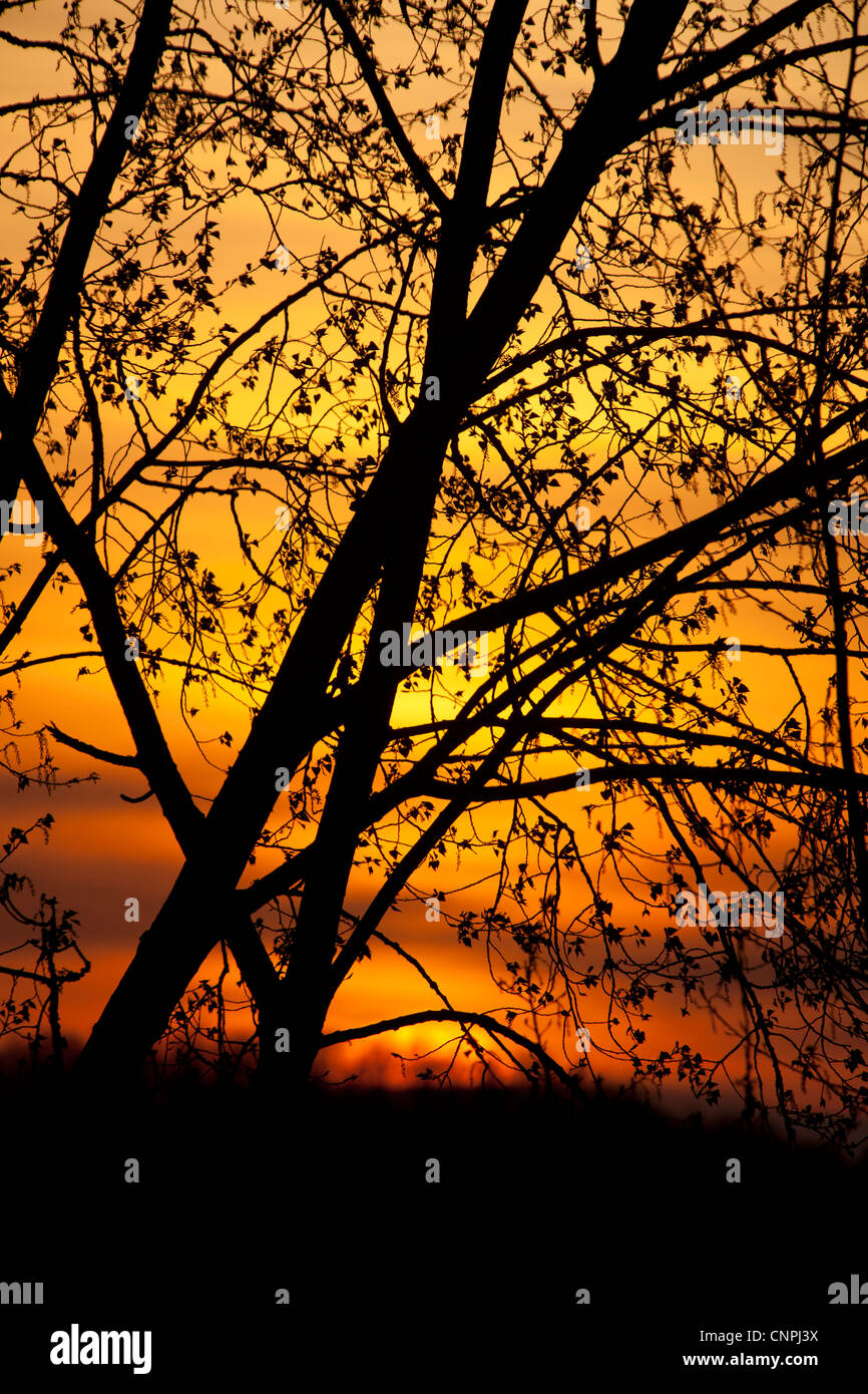 sunset through a maple tree in Spring in Southern Vermont Stock Photo ...