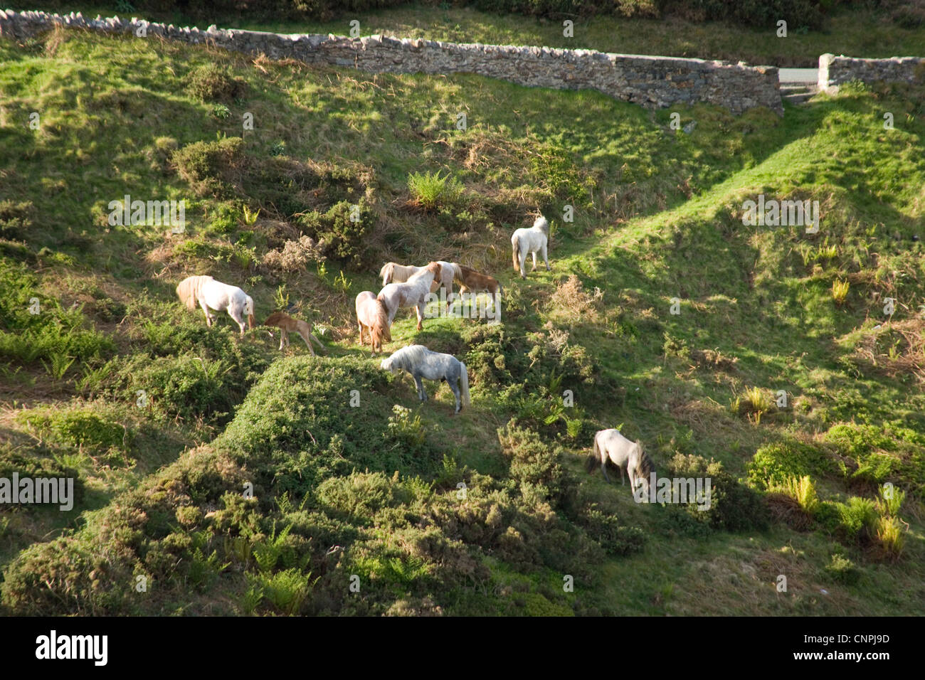 Wild Horses from the Sychnant Pass in North Wales Stock Photo - Alamy