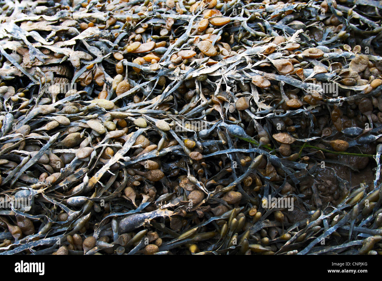 River seaweed hi-res stock photography and images - Alamy
