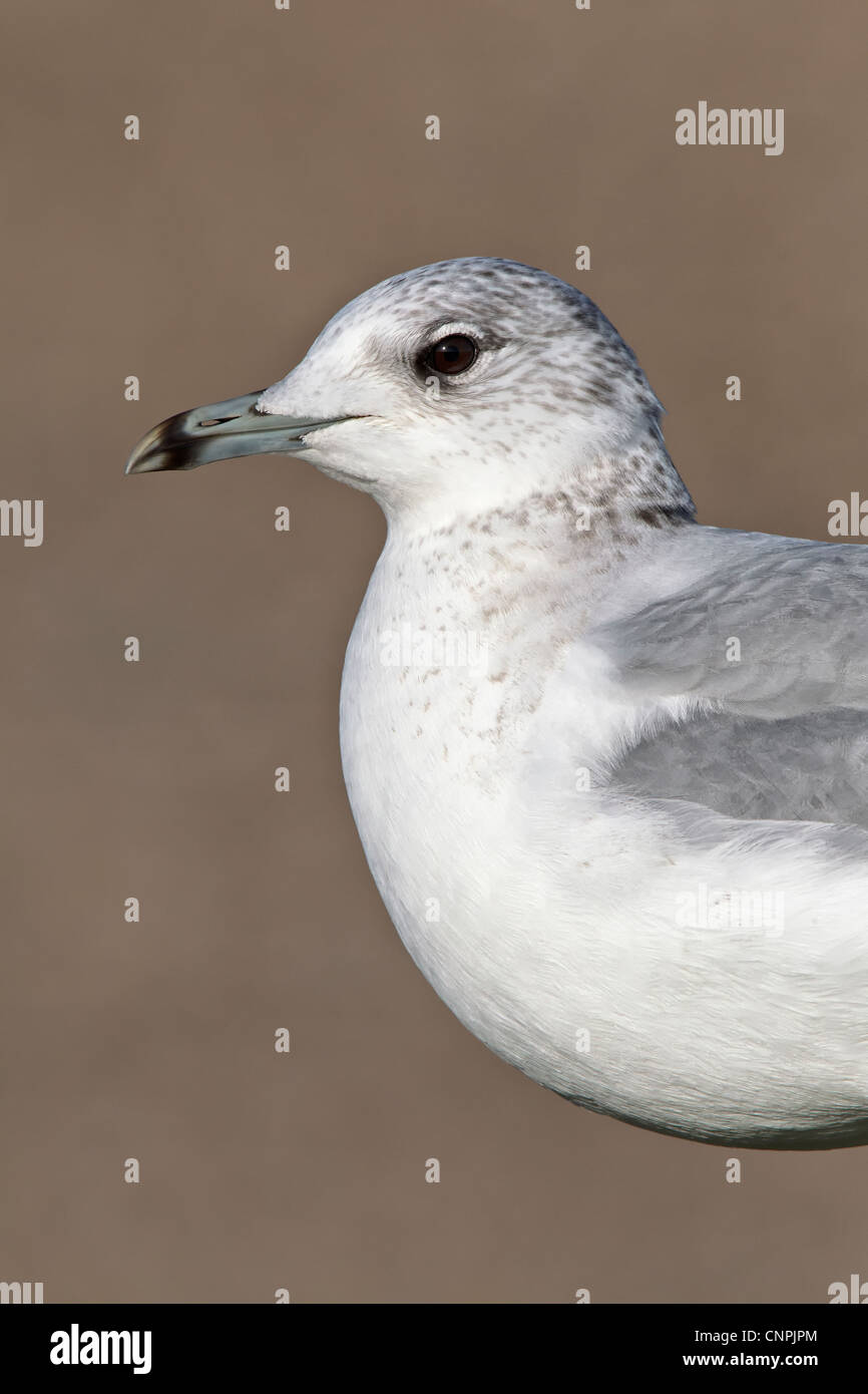 Common Gull portrait Stock Photo - Alamy