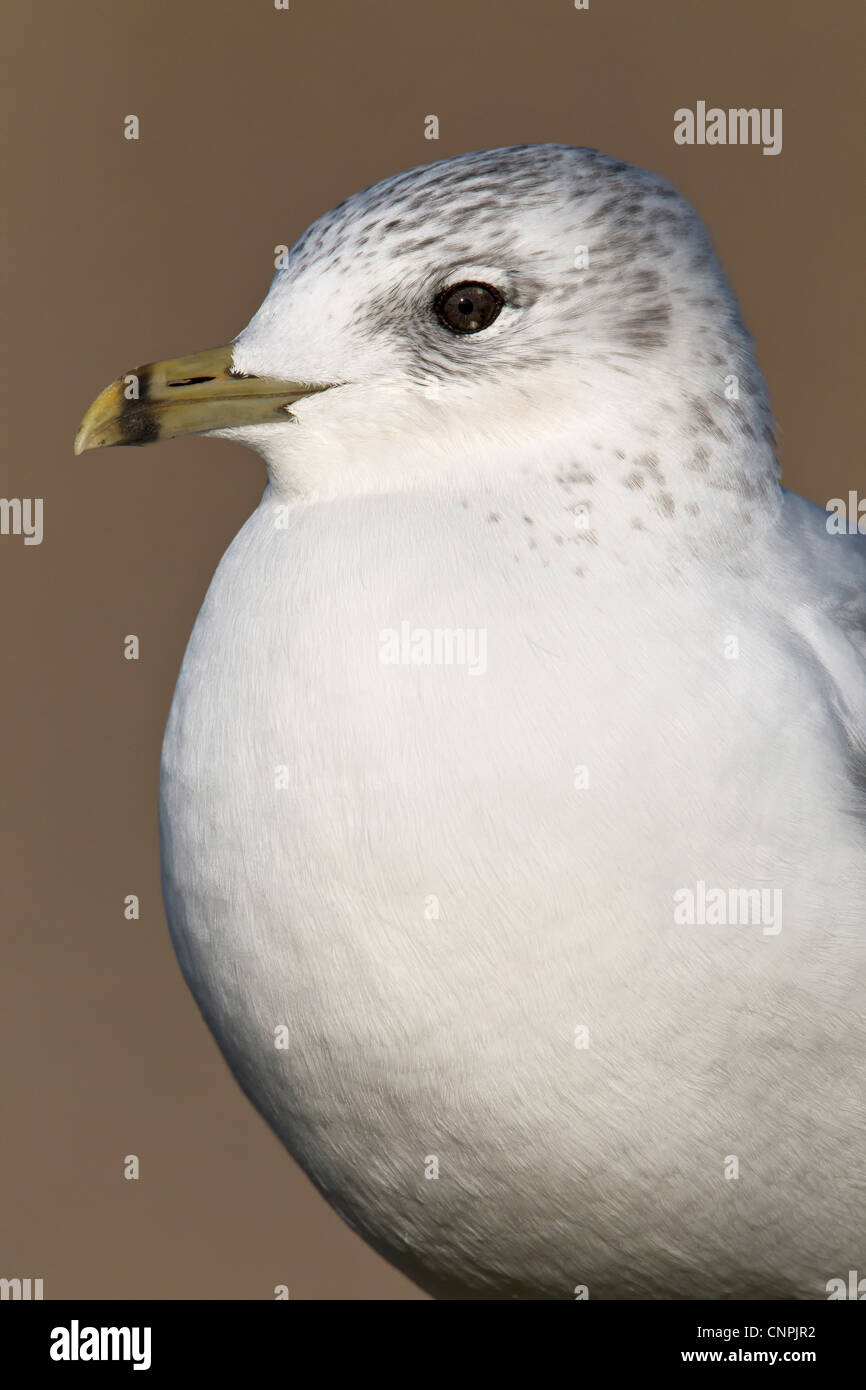 Common Gull portrait Stock Photo - Alamy