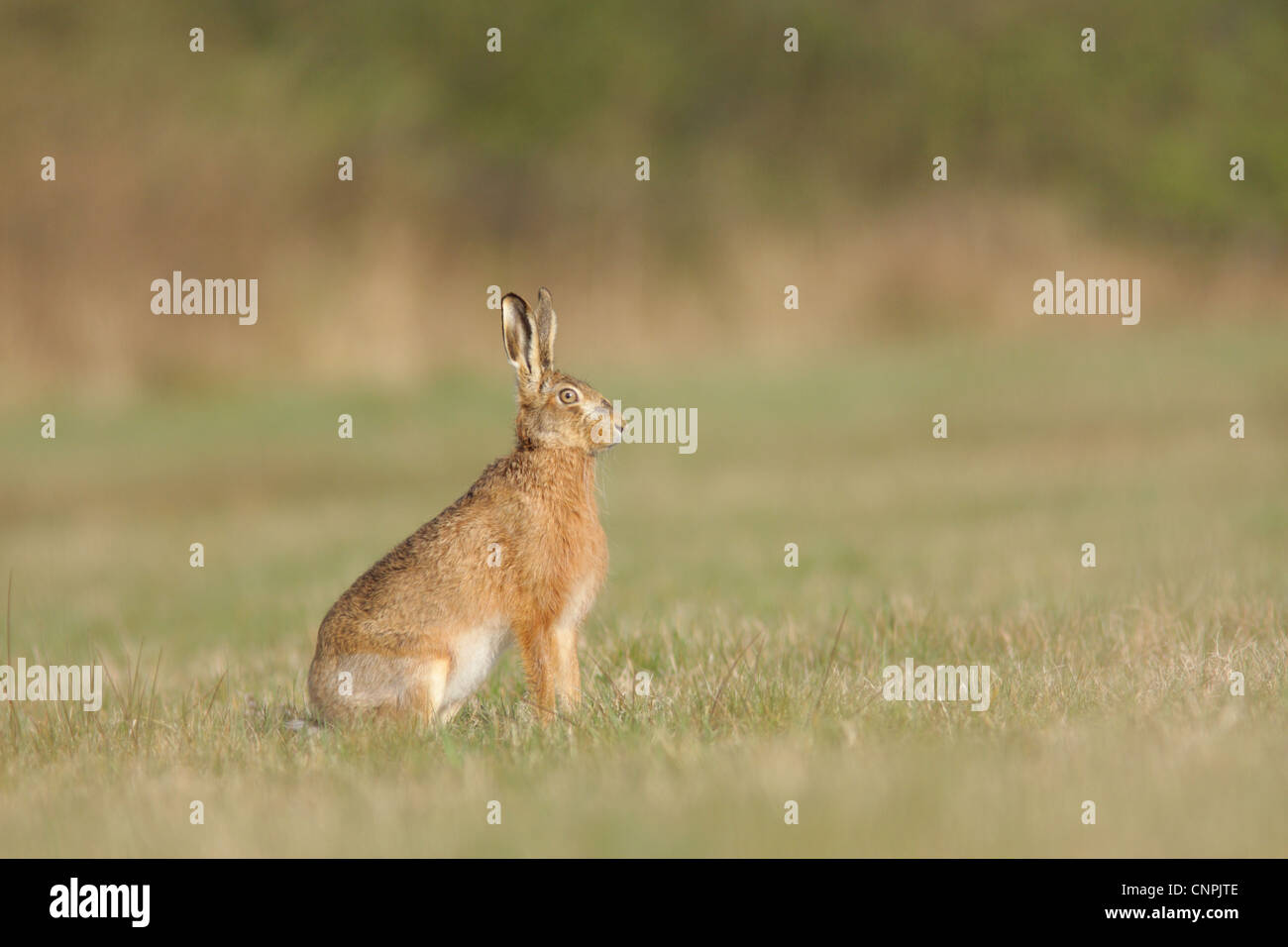 Set aside field hi-res stock photography and images - Alamy