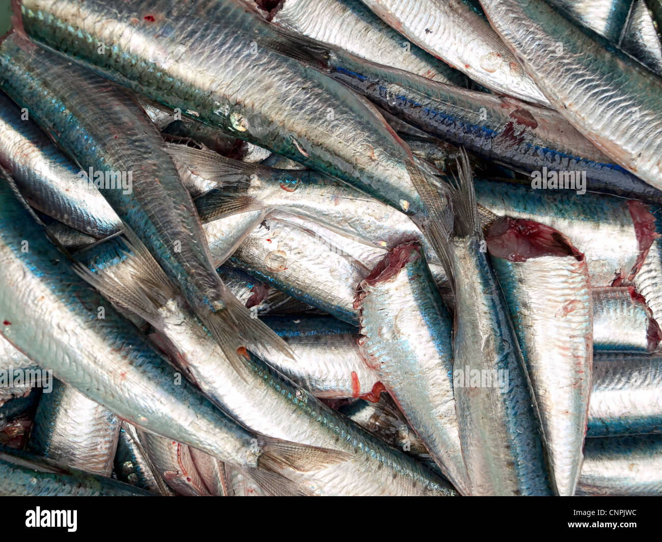 Natural look of fresh cleaned sardines ready for cooking Stock Photo ...