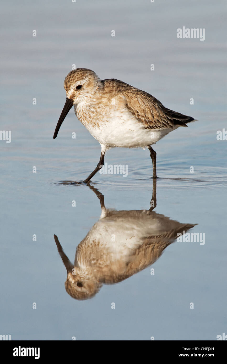 Dunlin winter hi-res stock photography and images - Alamy