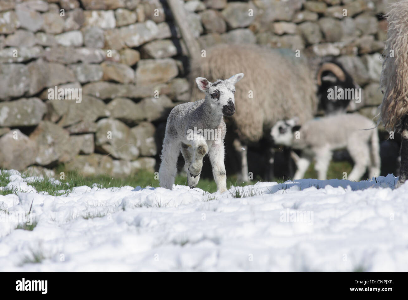 Swaledale lamb in heavy snow, Yorkshire Dales, England, April Stock ...