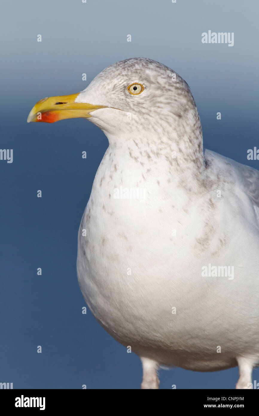 Herring gull face hi-res stock photography and images - Alamy