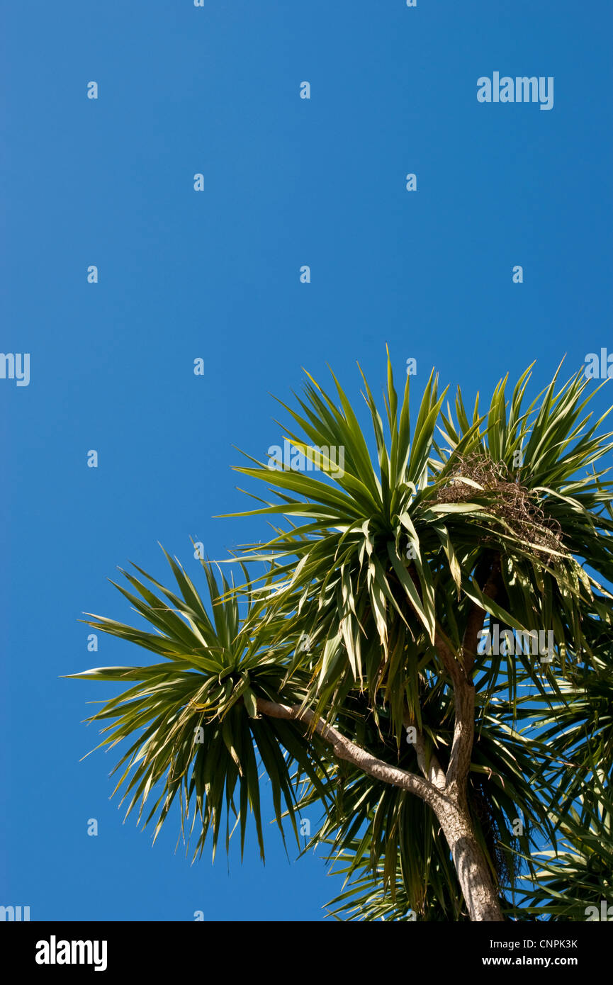 A palm tree with many fronds surrounded by clear blue sky Stock Photo ...