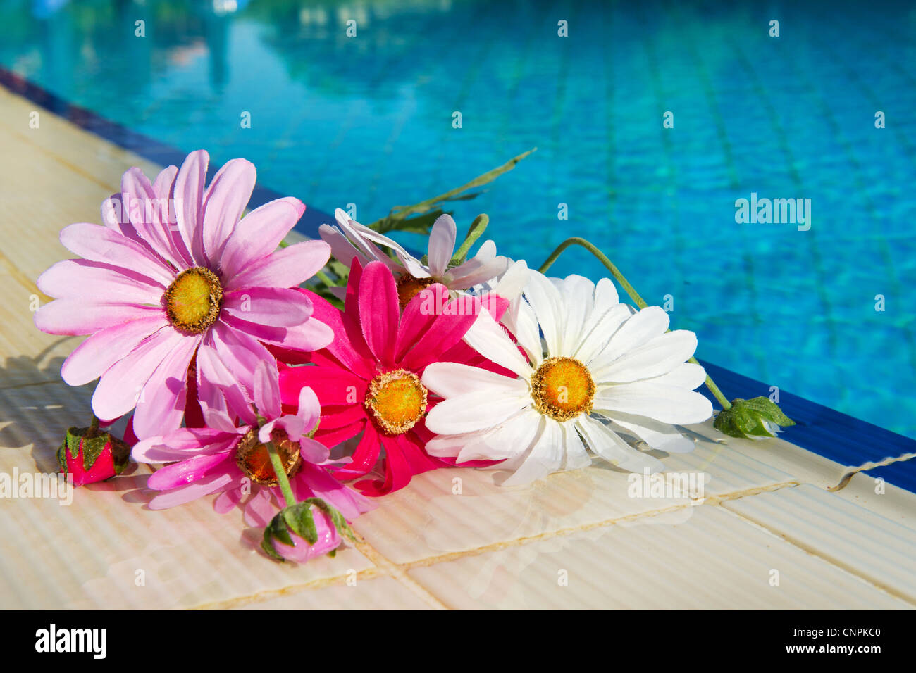 Colorful flowers near the swimming pool Stock Photo - Alamy