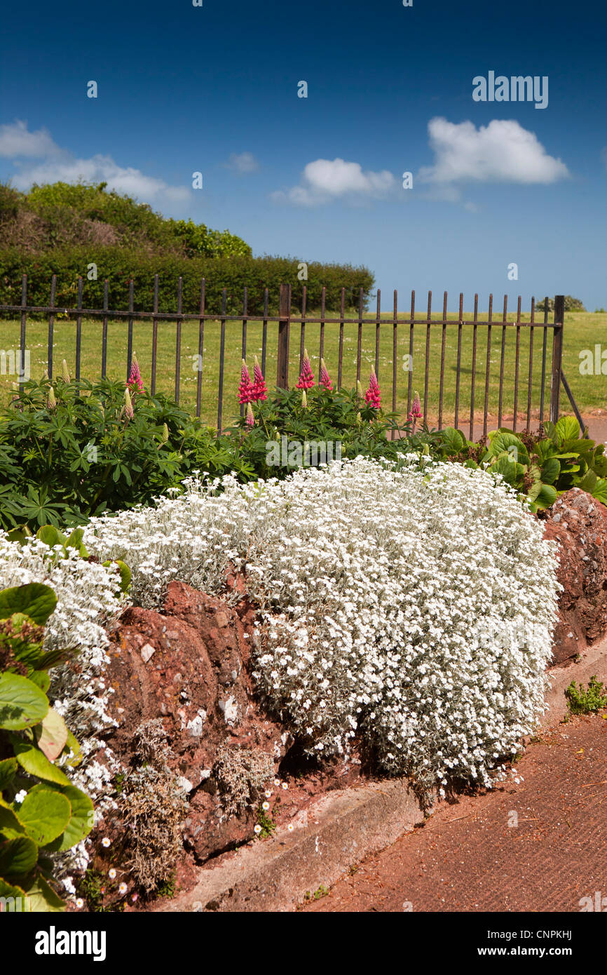 UK, England, Devon, Paignton, Cliff Gardens, floral planting Stock ...